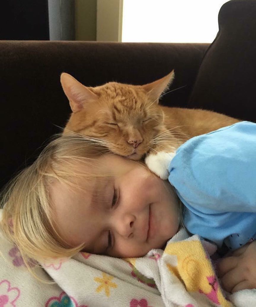 主人用盡力氣保護並收留橘貓，13 年後 牠用全部的愛守護她的孩子！