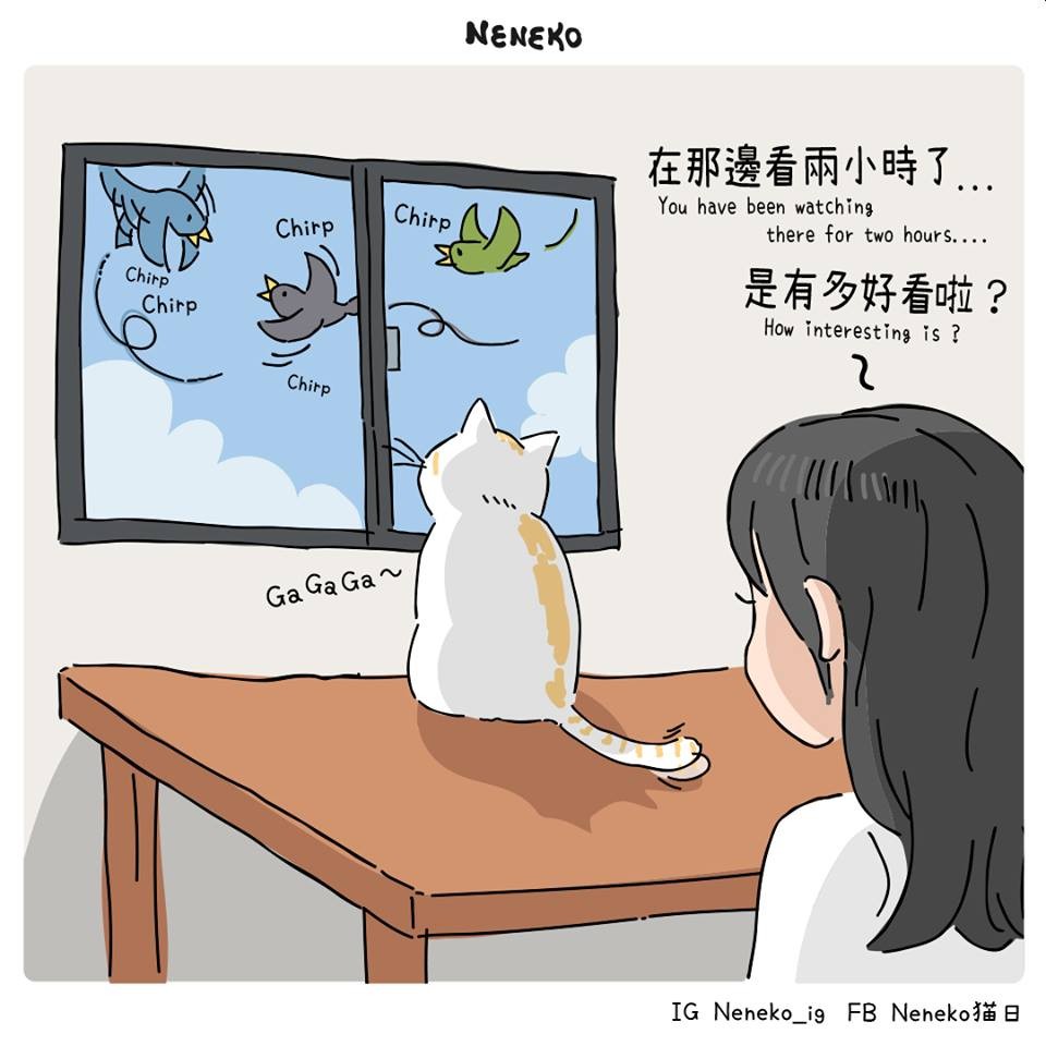 窗外到底有什好瞧的？發出「GaGaGa」...原來在喵星人眼中不單純！ 網笑噴：找到答案了！