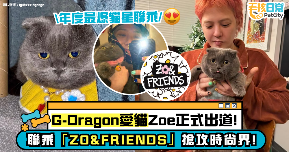 韓流萌寵超新星！G-Dragon愛貓Zoe爆紅出道 「ZO&FRIENDS」