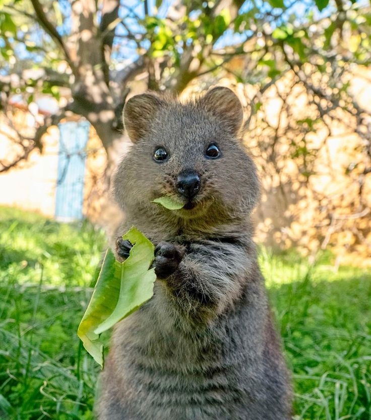 世界最幸福的動物：短尾矮袋鼠 Quokka｜牠為什麼總是在笑？