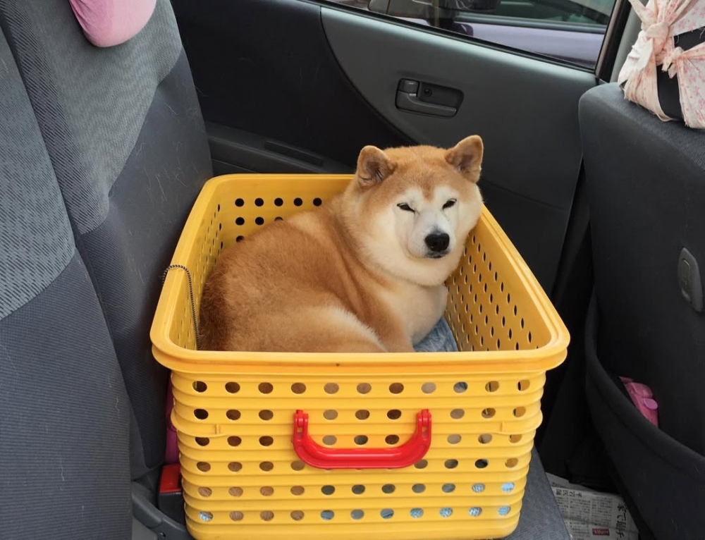 「不可以色色」迷因狗 Ponsan 離世 享年 17 歲走完彩虹橋